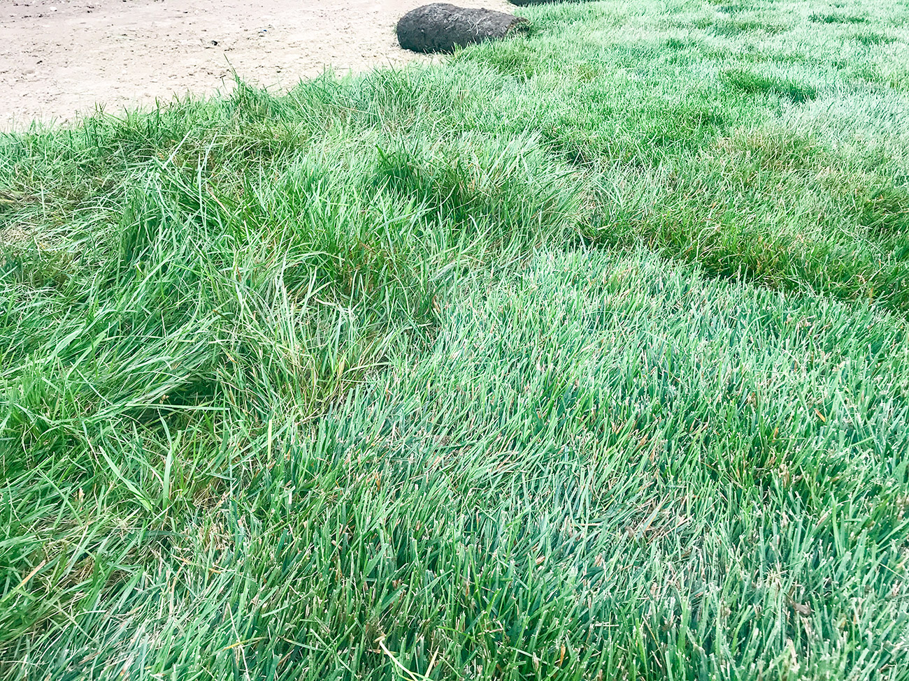 Testimonials - Green Line Turf Services, Inc